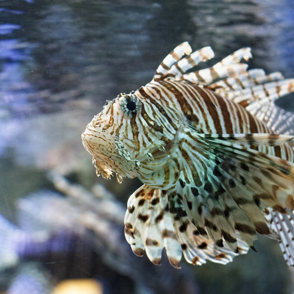 Akvárium Gdyně | Slevomat.cz