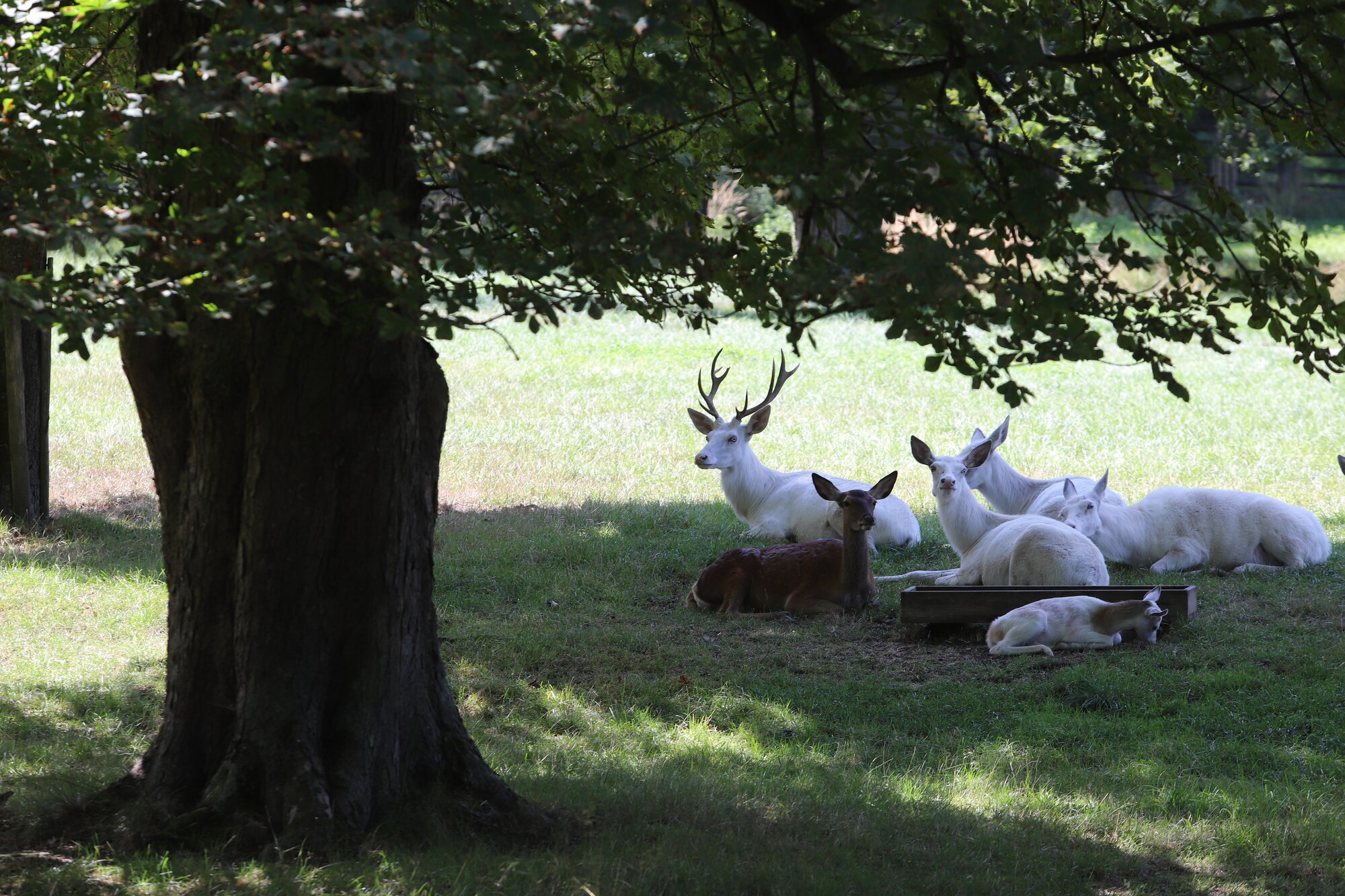 Obora Žleby | Slevomat.cz