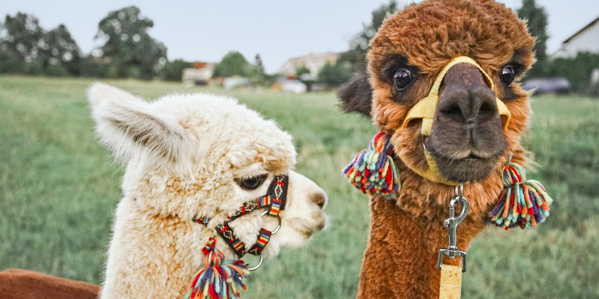 Lama trekking: hodinová procházka s lamami | Slevomat.cz