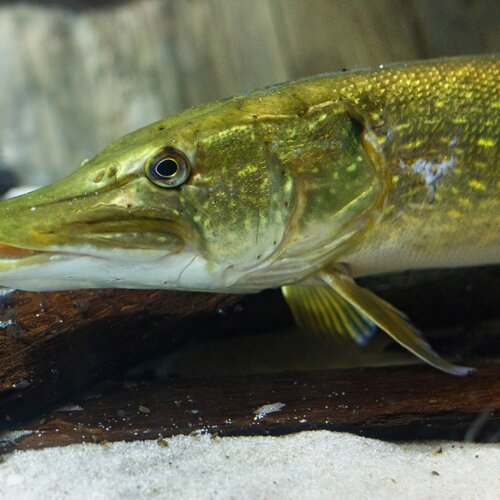 Akvárium Gdyně | Slevomat.cz